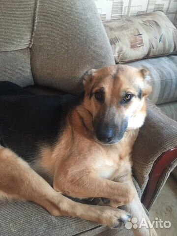 Собака Сарра в добрые руки