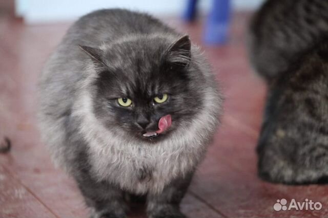 Котенок по имени Гав - Сибирский