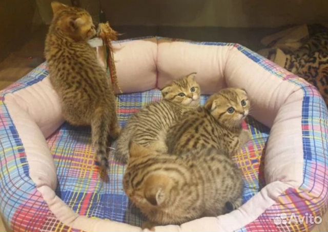 Шотландская кошечка вислоухая