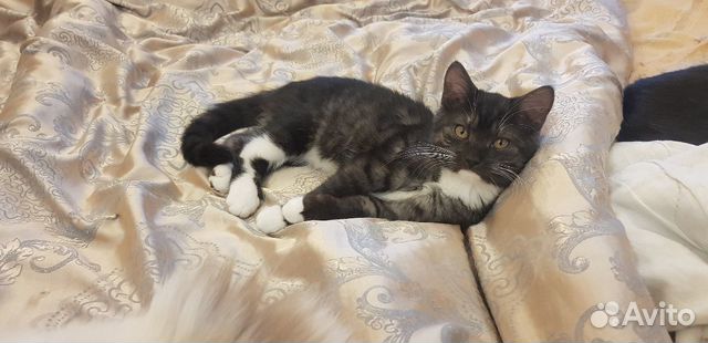 Котеное девочка 3мес привита домашняя