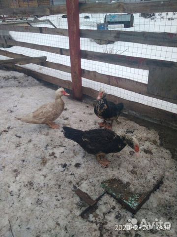 Индаутки и Селезни