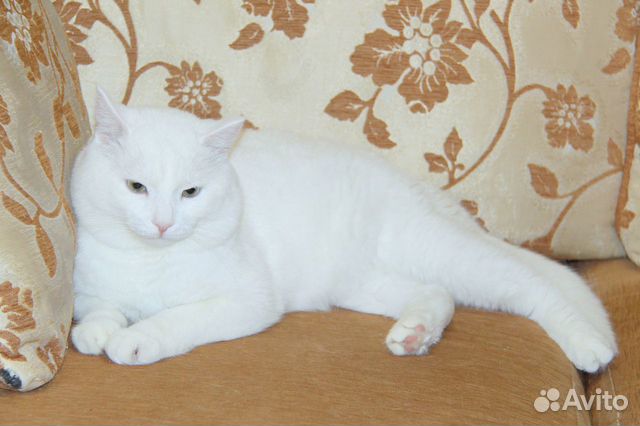 Белоснежный красавчик и очень крутяцкий кот Айсик