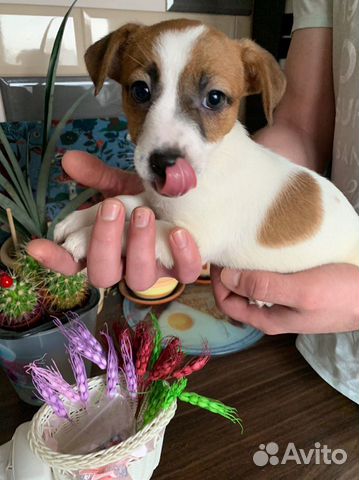 Джек Рассел терьер