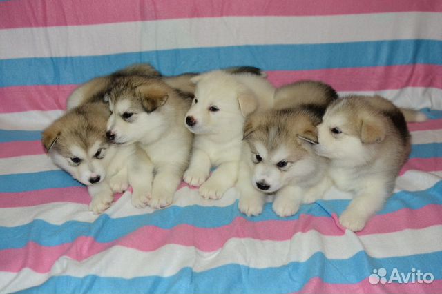 Аляскинский маламут