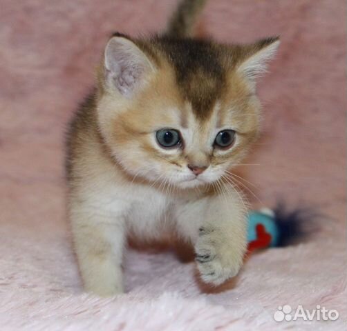 Шотландские котятки