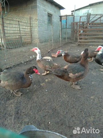 Индоуки селезни