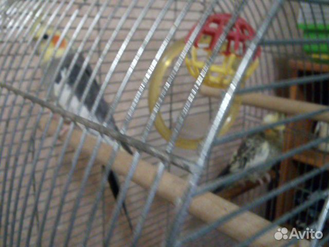 Попугай пара карелл