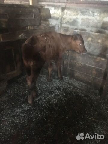 Продам тёлочку