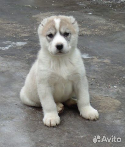 Щенки алабайчики