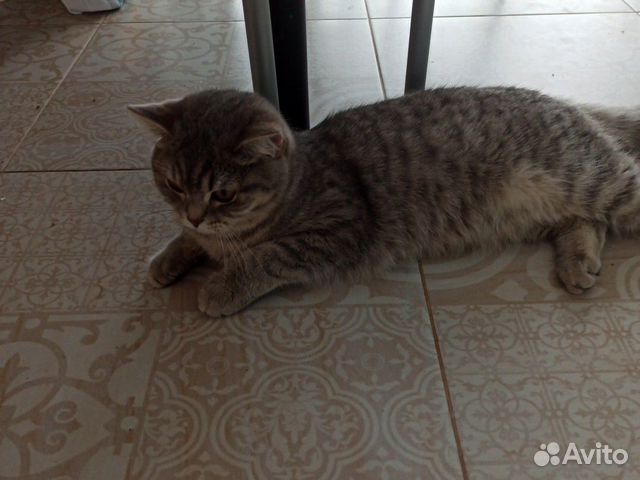 Кошка на вязку
