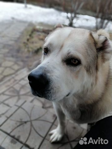 Скиф