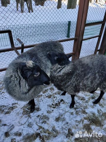 Овечка и барашек ищут свой дом