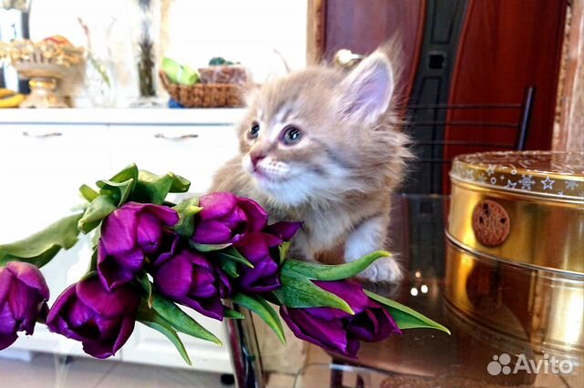 Шотландские котята девочки