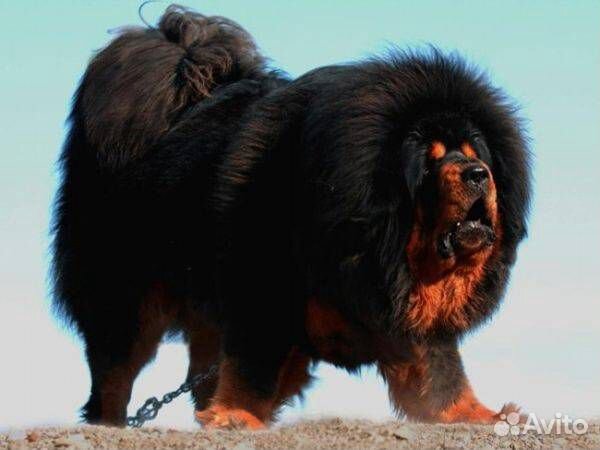Тибетский мастиф