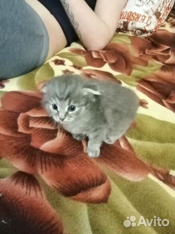 Котята веслоухие