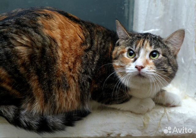 Груша ищет дом