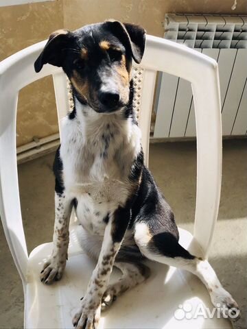 Щенок 4,5 мес