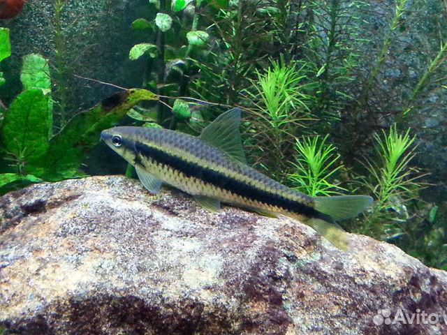 SAE Сиамский водорослеед