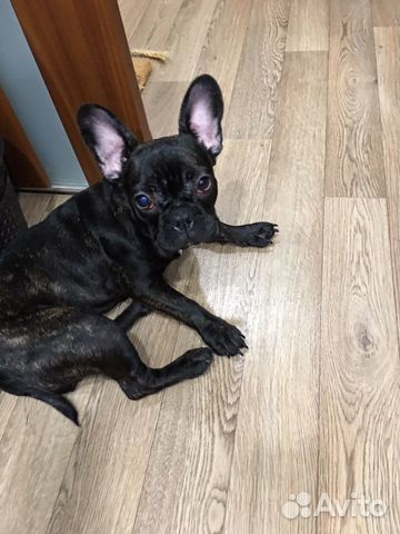 Французский бульдог