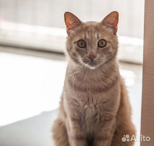 Персиковый красавчик Богдан