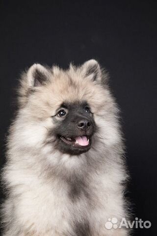 Щенок кеесхонда (вольфшпица) в Санкт-Петербурге