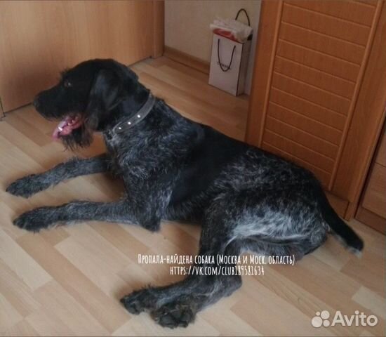Чей дратхаар