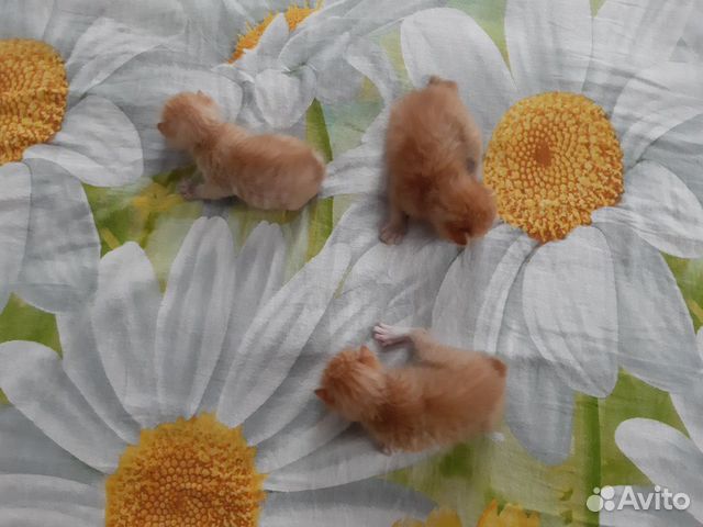 Котята рысята Курильский бобтейл