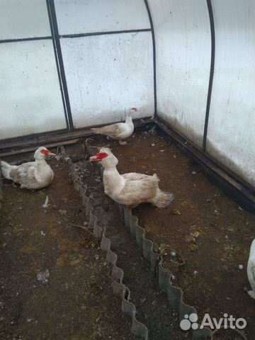 Индо утка селезень