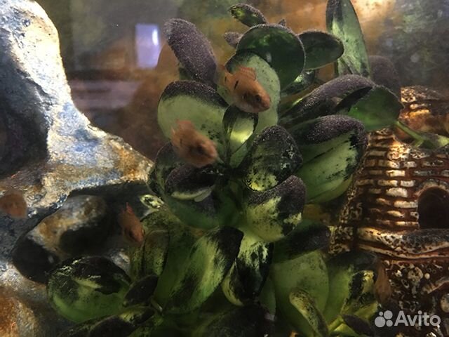 Мальки красных цихлид