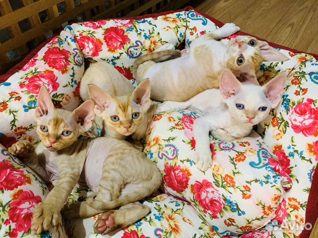 Котята девон-рекс