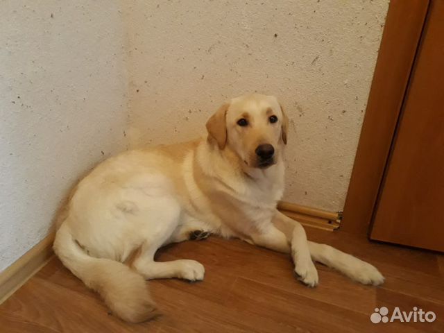 Лабрадор