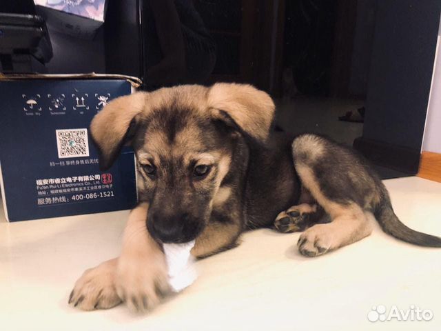 Отдам в добрые руки щенка