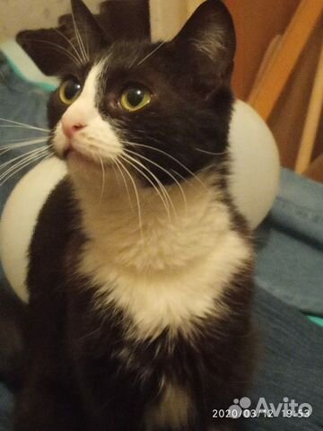 Кошка Китти