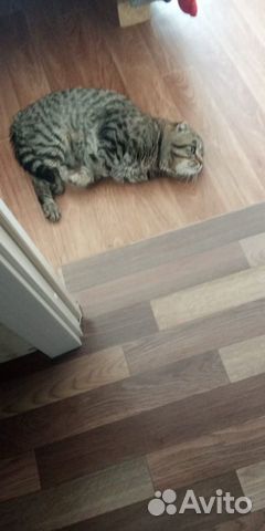 Шотланский кот