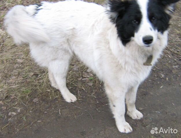 Пристраивается щенок Барон