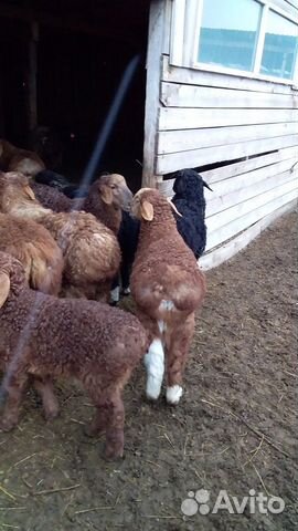 Молодые бараны на племя