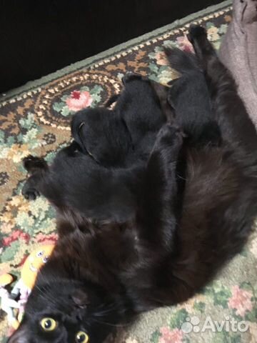 Котята в хорошие руки