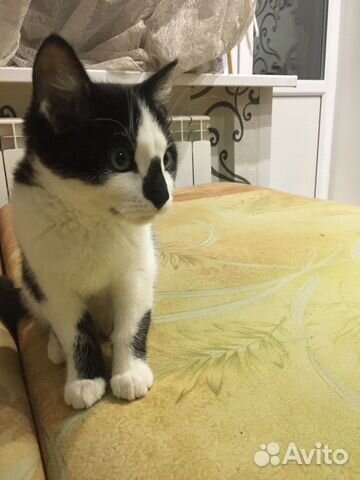 Кошка « Демон во плоти»