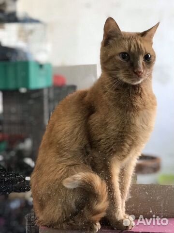 Котик в хорошие руки