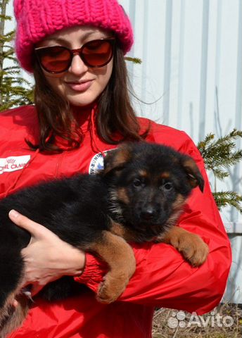 Щенки немецкой овчарки топ-класса,1,5 мес, док.РКФ