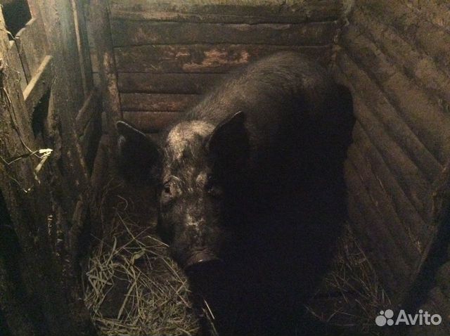 Свинка и боров