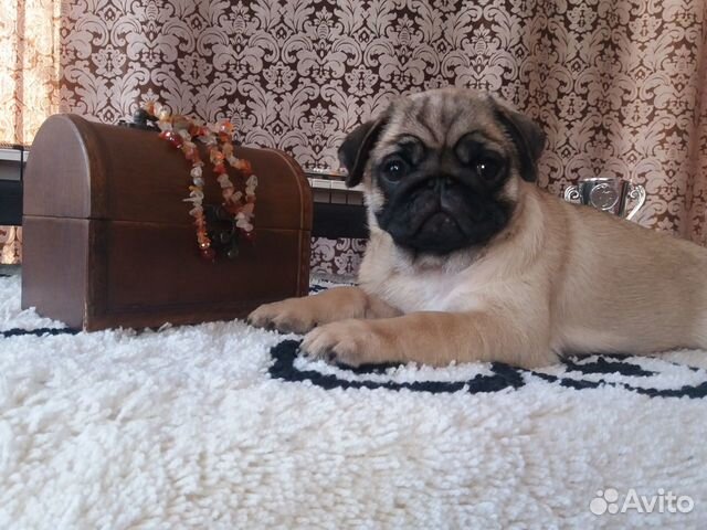 Высокопородные щенки породы мопса