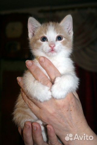 Персик в ваш дом