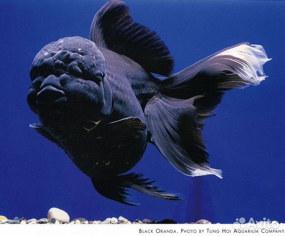 Оранда Черная