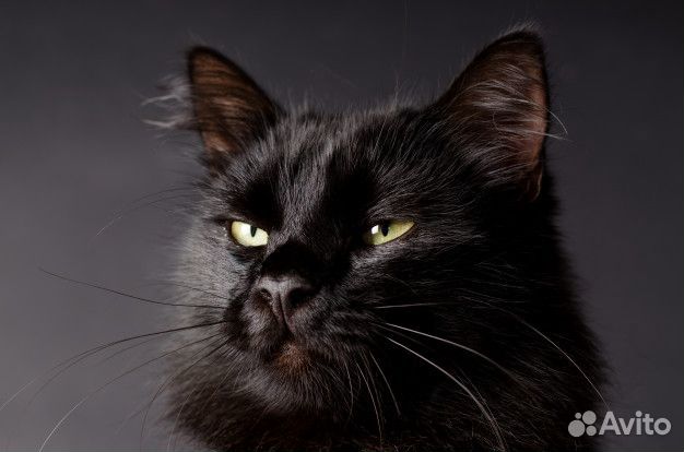 Кошка Берта