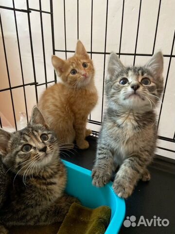 Котенок Сардинка ждет мамочку