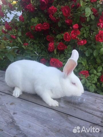 Кролики Панон