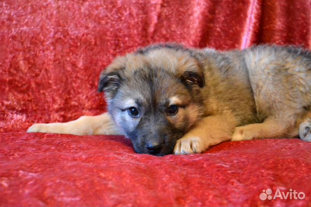 Отдам маленького щенка