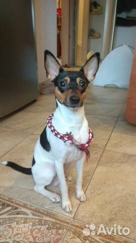 Приглашаем на вязку