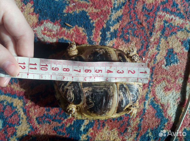 Сухопутная черепаха